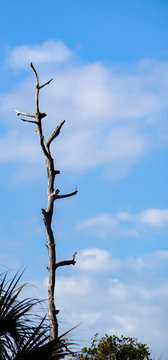 Branchless Images – Browse 57 Stock Photos, Vectors, and Video | Adobe ...