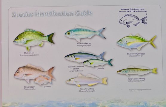 "Australian Fish" Images – Browse 242 Stock Photos, Vectors, and Video ...