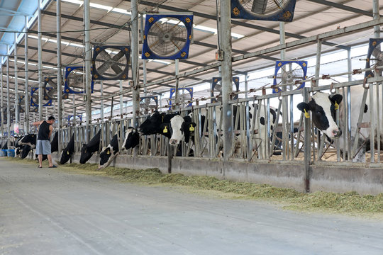 「Stockbreeding」の画像 - 135,508 件の Stock 写真、ベクターおよびビデオ | Adobe Stock