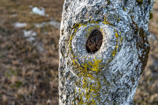 「Astloch」の画像 - 3,592 件の Stock 写真、ベクターおよびビデオ | Adobe Stock