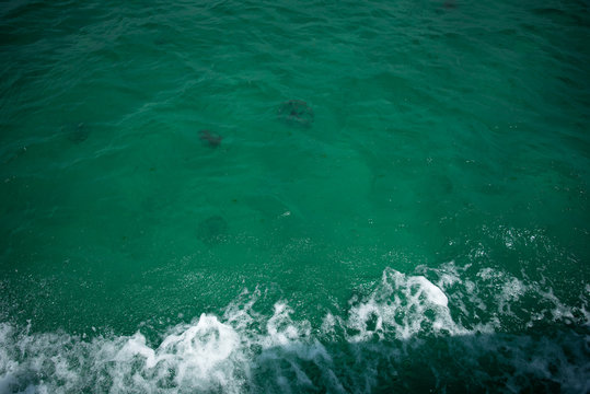 "Transparent Fish"-Bilder: Stock-Fotos & -Videos. | Adobe Stock