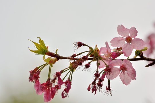 Kawazu-Zakura Bilder – Durchsuchen 533 Archivfotos, Vektorgrafiken und ...
