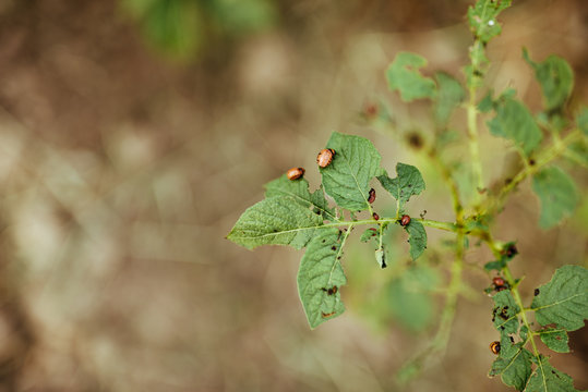 รูปภาพBettle – เลือกดูภาพถ่ายสต็อก เวกเตอร์ และวิดีโอ626 | Adobe Stock
