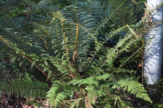 รูปภาพPteridopsida – เลือกดูภาพถ่ายสต็อก เวกเตอร์ และวิดีโอ1,800 ...