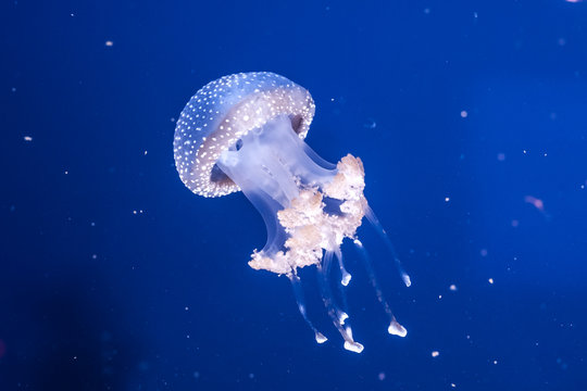 Spotted. Images – Browse 1,264,802 Stock Photos, Vectors, and Video ...