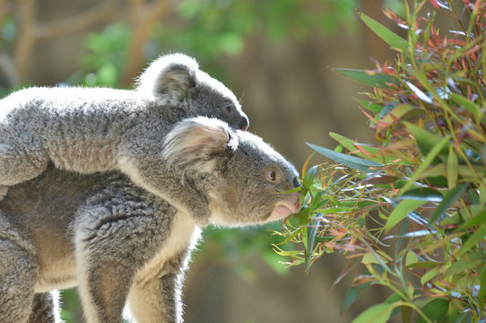 「おんぶ」の画像 - 1,800 件の Stock 写真、ベクターおよびビデオ | Adobe Stock