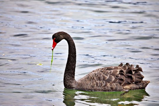 「Schwarzer」の画像 - 19,714 件の Stock 写真、ベクターおよびビデオ | Adobe Stock