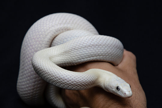 Half Albino Snake
