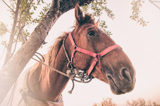 Neigh Images – Parcourir 4,762 le catalogue de photos, vecteurs et ...