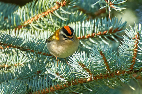 489 BEST Firecrest IMAGES, STOCK PHOTOS & VECTORS | Adobe Stock