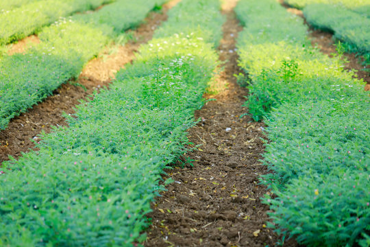 Harbhara Images – Browse 305 Stock Photos, Vectors, and Video | Adobe Stock