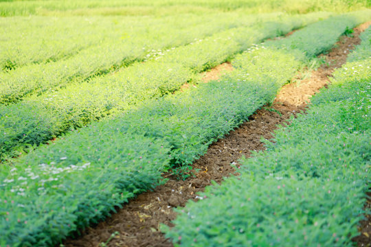 Harbhara Images – Browse 305 Stock Photos, Vectors, and Video | Adobe Stock