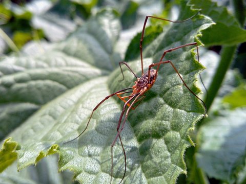 「Haymaker」の画像 - 572 件の Stock 写真、ベクターおよびビデオ | Adobe Stock