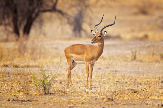 Kob Images – Parcourir 5,270 le catalogue de photos, vecteurs et vidéos ...
