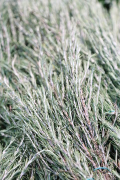 Tyme Images – Browse 244 Stock Photos, Vectors, and Video | Adobe Stock