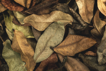 25+ Free Dried Leaves Pictures - Pikwizard