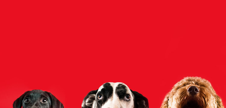 Free Dogs Images – Browse 14,398 Free Stock Photos, Vectors, and Video ...
