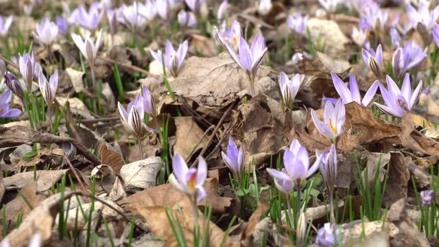 "Spring Ephemeral" Images – Parcourir 1,112 le catalogue de photos ...
