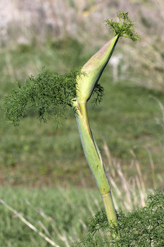 Ferula Bilder – Durchsuchen 819 Archivfotos, Vektorgrafiken und Videos ...
