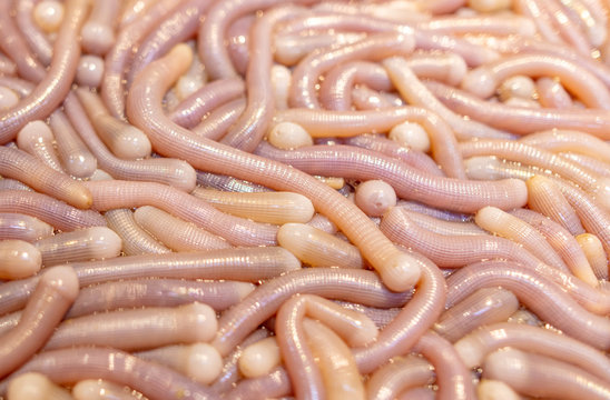 "Sea Worms" Images – Browse 1,001 Stock Photos, Vectors, and Video ...