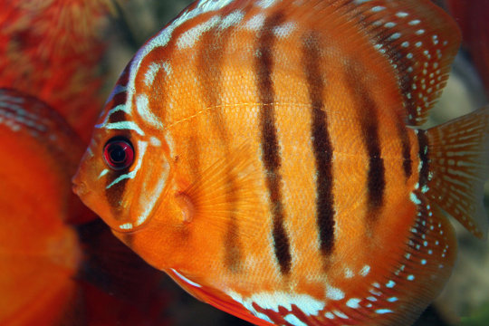 "Round Fish" Images – Browse 118 Stock Photos, Vectors, and Video ...