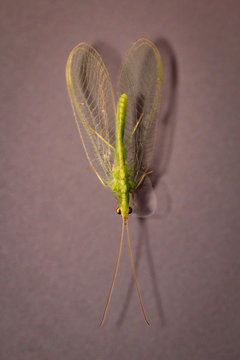 Blattoptera Bilder – Durchsuchen 111 Archivfotos, Vektorgrafiken und ...