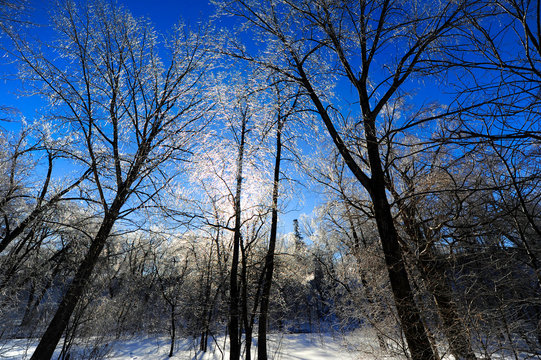 Verglacé - Images et vidéos libres de droits | Adobe Stock