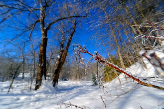 Verglacé - Images et vidéos libres de droits | Adobe Stock