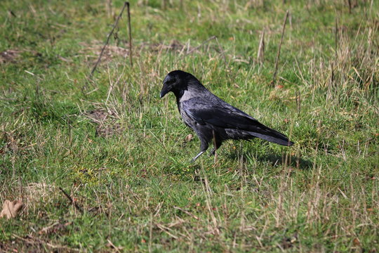 8,283 IMAGES, PHOTOS ET ILLUSTRATIONS VECTORIELLES STOCK APPROPRIÉES ...