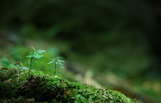 Alignment Nature Bilder – Durchsuchen 40,890 Archivfotos ...