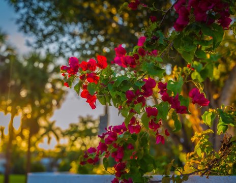 「Huera」の写真素材 | 6件の無料イラスト画像 | Adobe Stock