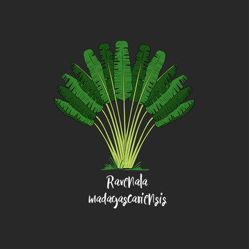 Ravenala Bilder – Durchsuchen 2,029 Archivfotos, Vektorgrafiken und ...