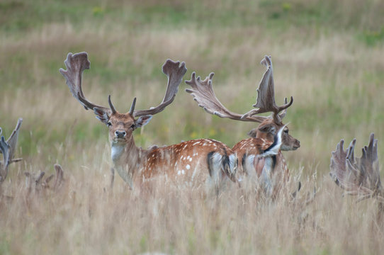 Daniel Bilder – Durchsuchen 4,741 Archivfotos, Vektorgrafiken und ...