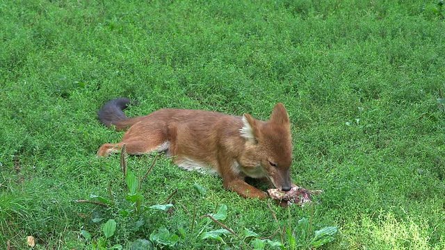 "Chinese Dhole" Images – Browse 318 Stock Photos, Vectors, and Video ...