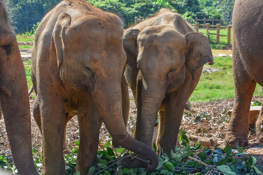 Kagalla Bilder – Durchsuchen 82 Archivfotos, Vektorgrafiken und Videos ...