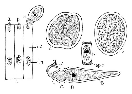 Gregarinia Billeder – Gennemse 14 stockfotos, vektorer og videoer ...