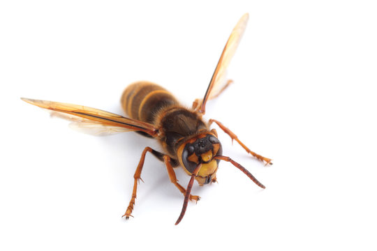 "Vespa Simillima Xanthoptera" Images – Browse 442 Stock Photos, Vectors ...