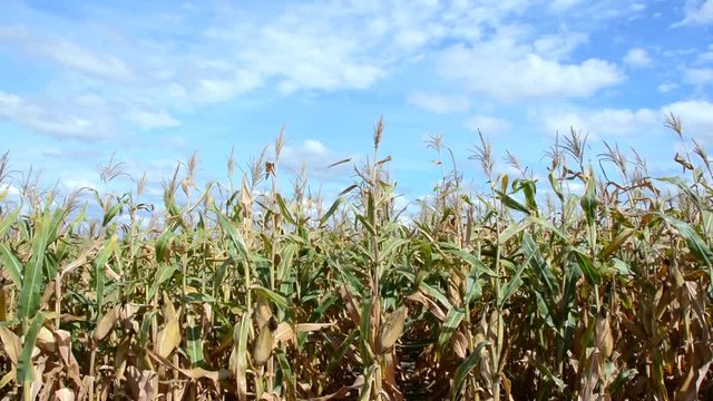 Campa Images – Browse 121,576 Stock Photos, Vectors, and Video | Adobe ...