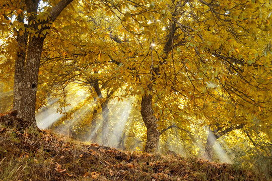 Arce Images – Parcourir 5,550 le catalogue de photos, vecteurs et ...