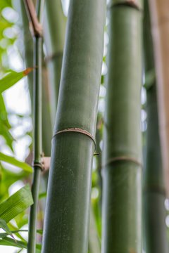 Bamboes Images – Browse 579 Stock Photos, Vectors, and Video | Adobe Stock