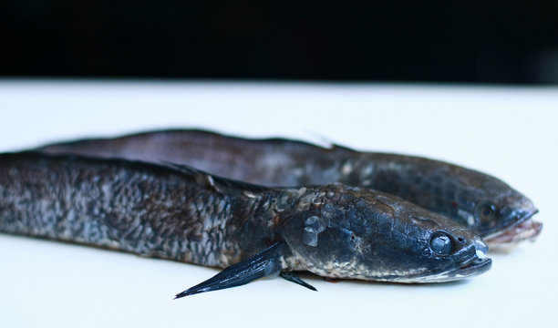 55 BEST Mudfish IMAGES, STOCK PHOTOS & VECTORS | Adobe Stock