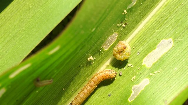 "Fall Armyworm" Images – Browse 613 Stock Photos, Vectors, and Video ...