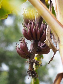 รูปภาพAcuminata – เลือกดูภาพถ่ายสต็อก เวกเตอร์ และวิดีโอ1,743 | Adobe Stock