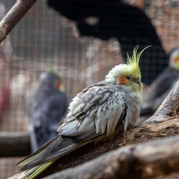 Perruche Calopsitte Images – Browse 63 Stock Photos, Vectors, and Video ...