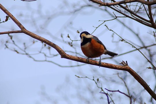 Otterrute Bilder – Durchsuchen 103 Archivfotos, Vektorgrafiken und ...