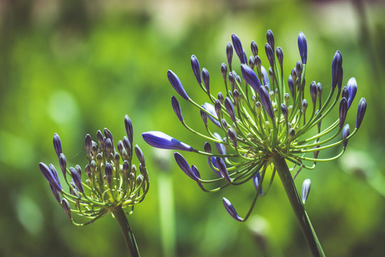 Pre-Bloom Images – Browse 61 Stock Photos, Vectors, and Video | Adobe Stock