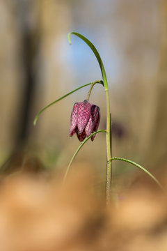 รูปภาพKockavica – เลือกดูภาพถ่ายสต็อก เวกเตอร์ และวิดีโอ2,843 | Adobe Stock