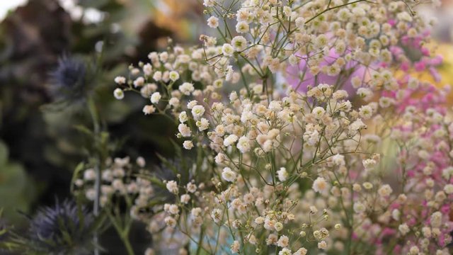 Gipsofila Images – Browse 175 Stock Photos, Vectors, and Video | Adobe ...