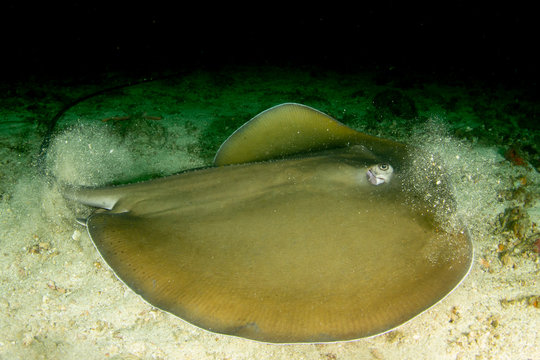 รูปภาพWhipray – เลือกดูภาพถ่ายสต็อก เวกเตอร์ และวิดีโอ29,332 | Adobe Stock