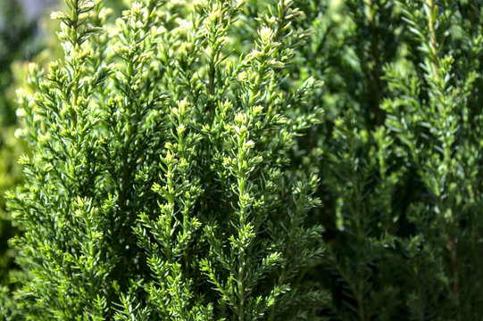 Imágenes de Konifere: descubre bancos de fotos, ilustraciones, vectores ...